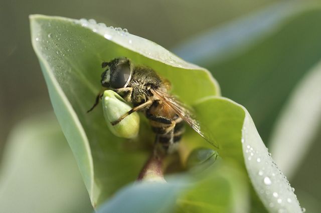 Midwest Pollinators | The Nature Conservancy