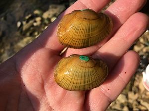 Freshwater Mussel Tagging