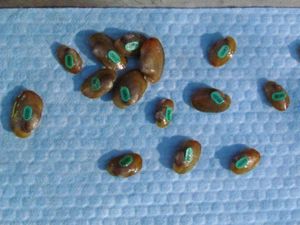 Freshwater Mussel Tagging