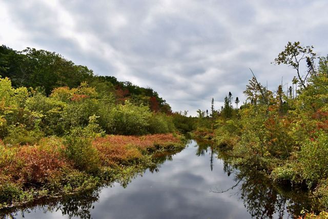 Tannersville Cranberry Bog Preserve