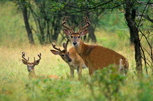 Hunting Opportunities at Ohio Preserves
