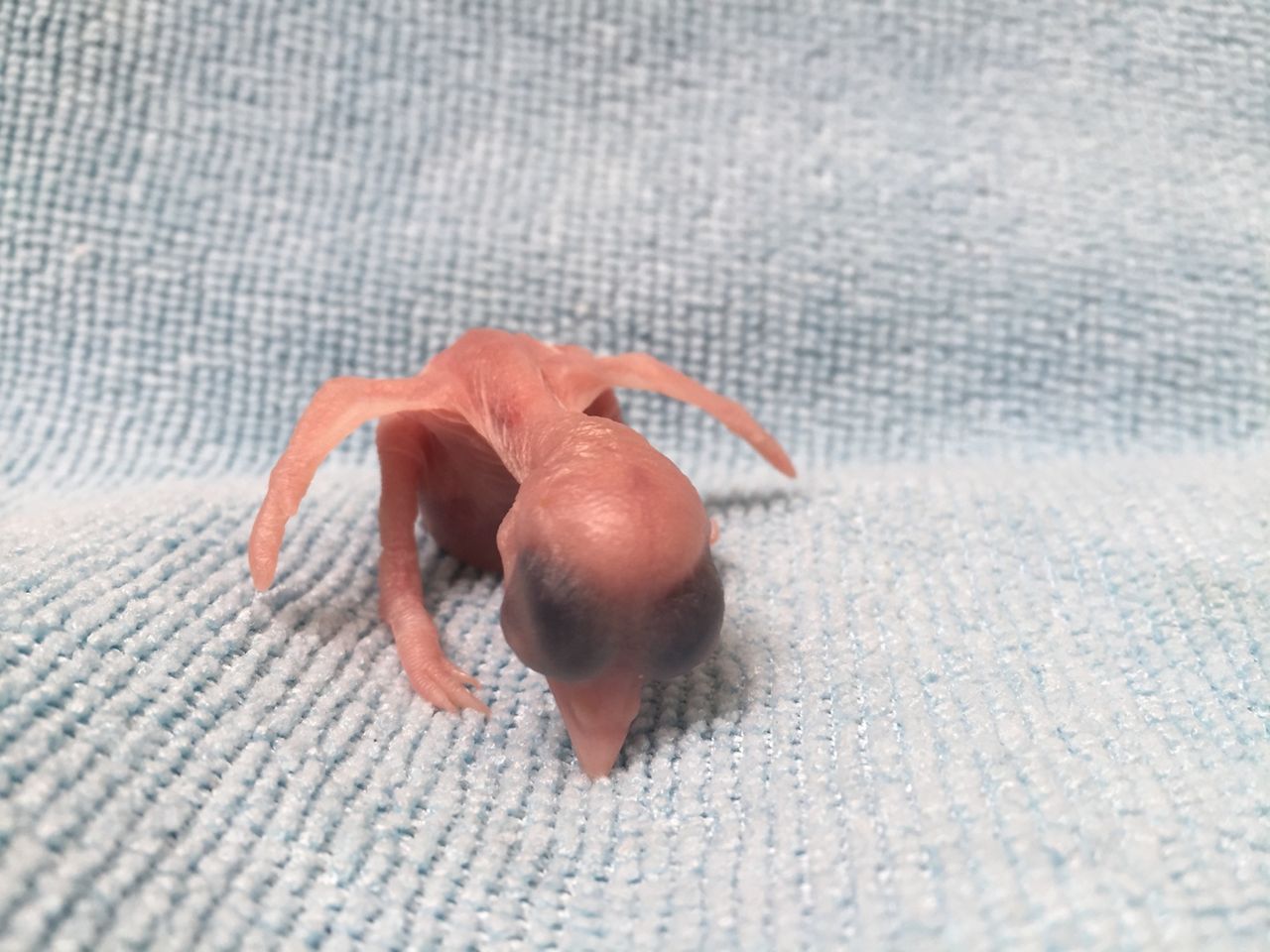 The Sihek (Guam Kingfisher) Finds Hope on Palmyra Atoll