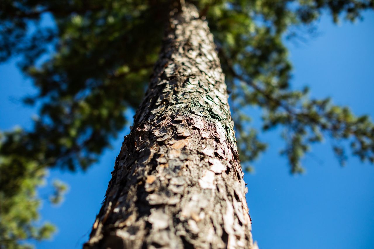Restoring Shortleaf Pine Forests