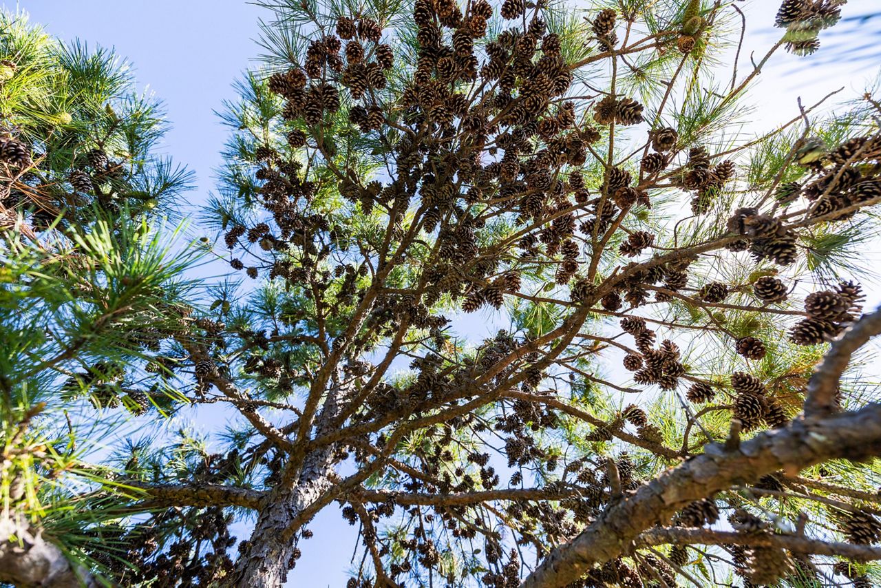 Restoring Shortleaf Pine Forests