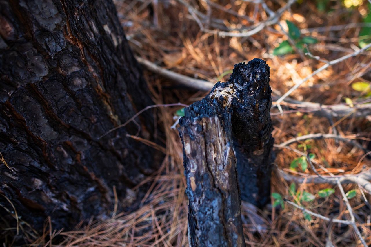 Restoring Shortleaf Pine Forests