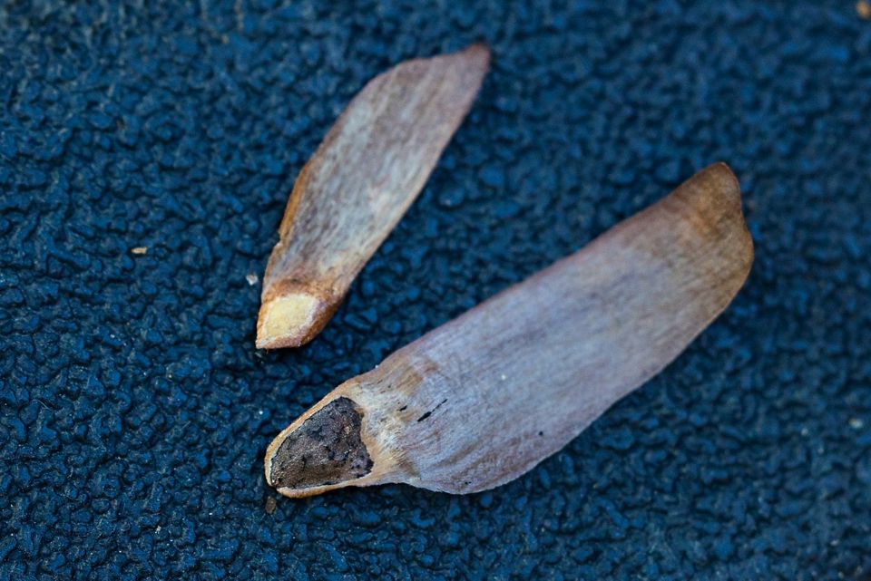 Restoring Shortleaf Pine Forests
