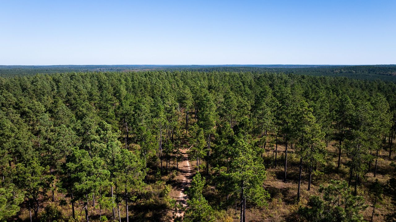 Restoring Shortleaf Pine Forests