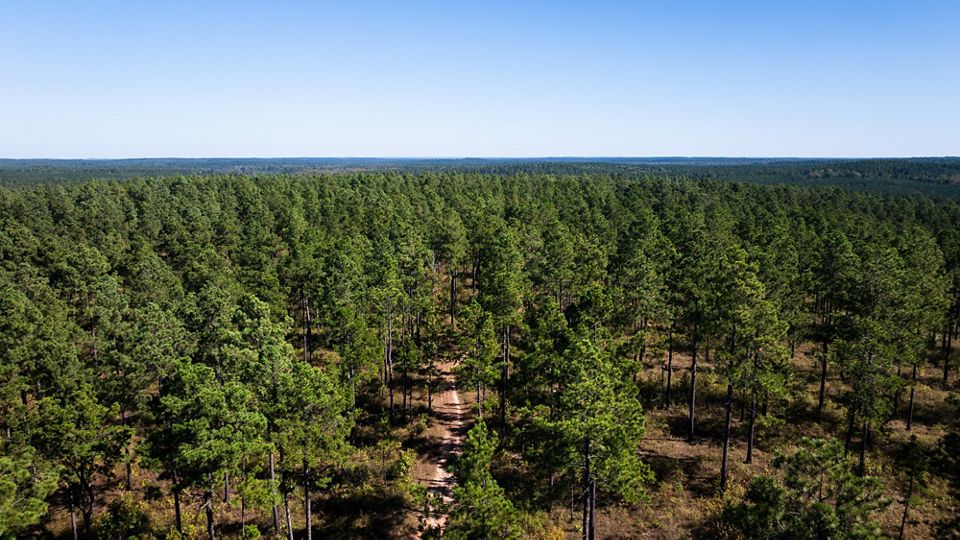 Restoring Shortleaf Pine Forests