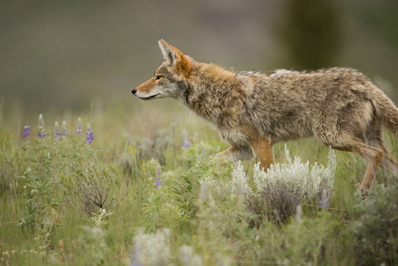 Nature Podcasts for All | The Nature Conservancy in Colorado