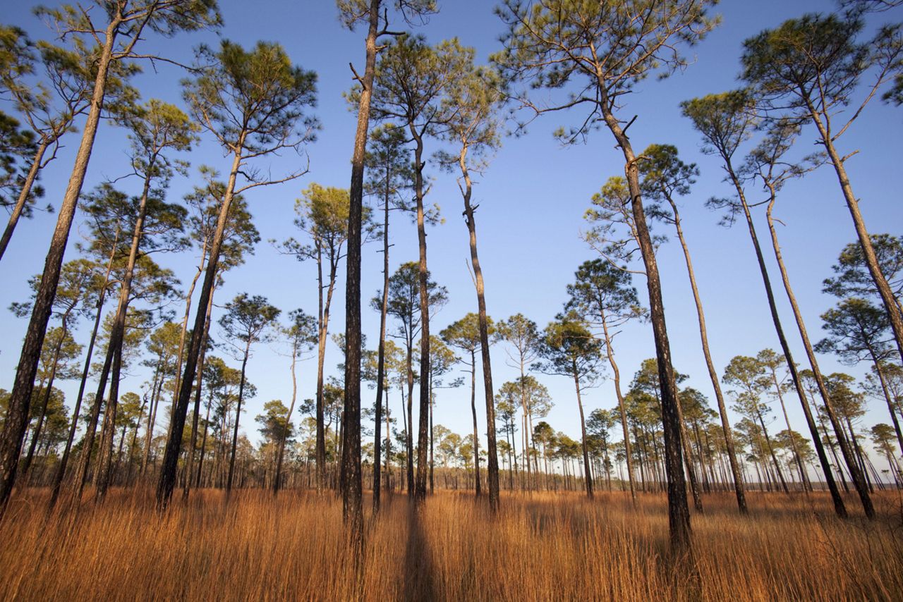 Policy Positions | The Nature Conservancy in Alabama