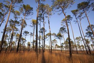 Policy Positions | The Nature Conservancy in Alabama