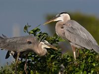 Protecting the Everglades | The Nature Conservancy