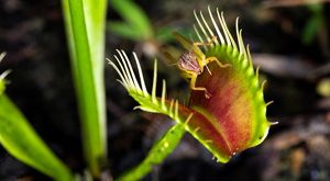Green Swamp Preserve | The Nature Conservancy in NC
