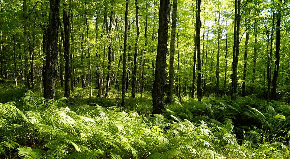 The Nature Conservancy in Wisconsin