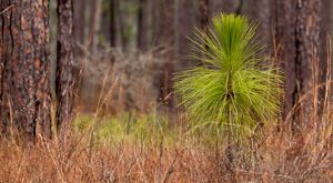 Protecting Virginia's Forests | The Nature Conservancy