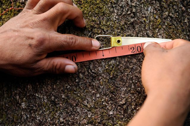 Climate-Smart Forestry | The Nature Conservancy