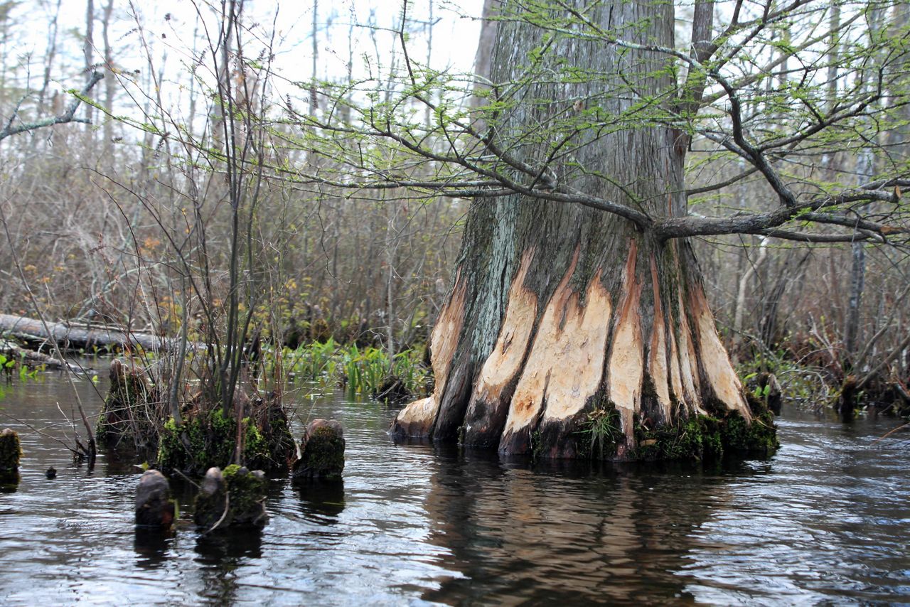 Dragon Flats Preserve | The Nature Conservancy in Virginia