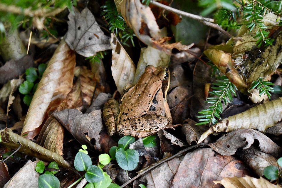 Thomas Darling Preserve