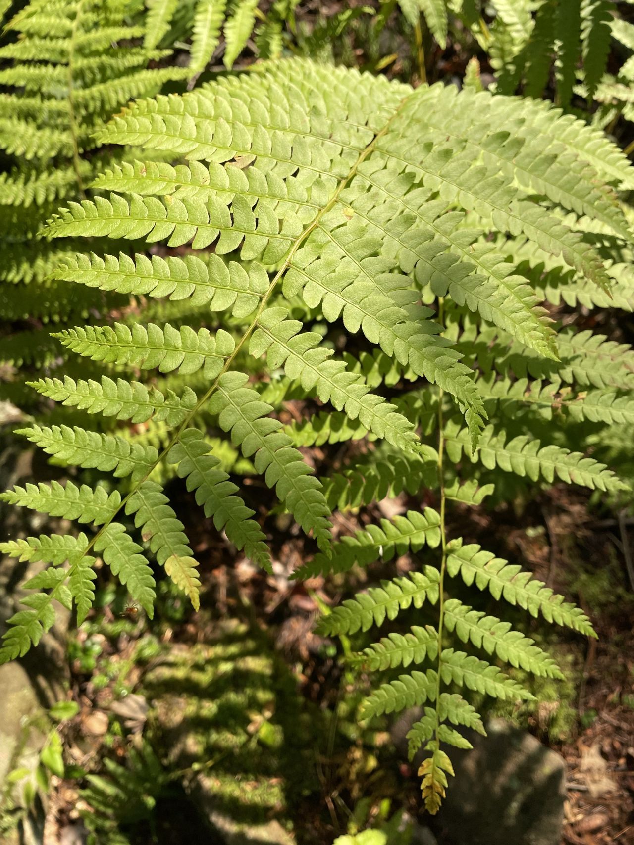 Thomas Darling Preserve
