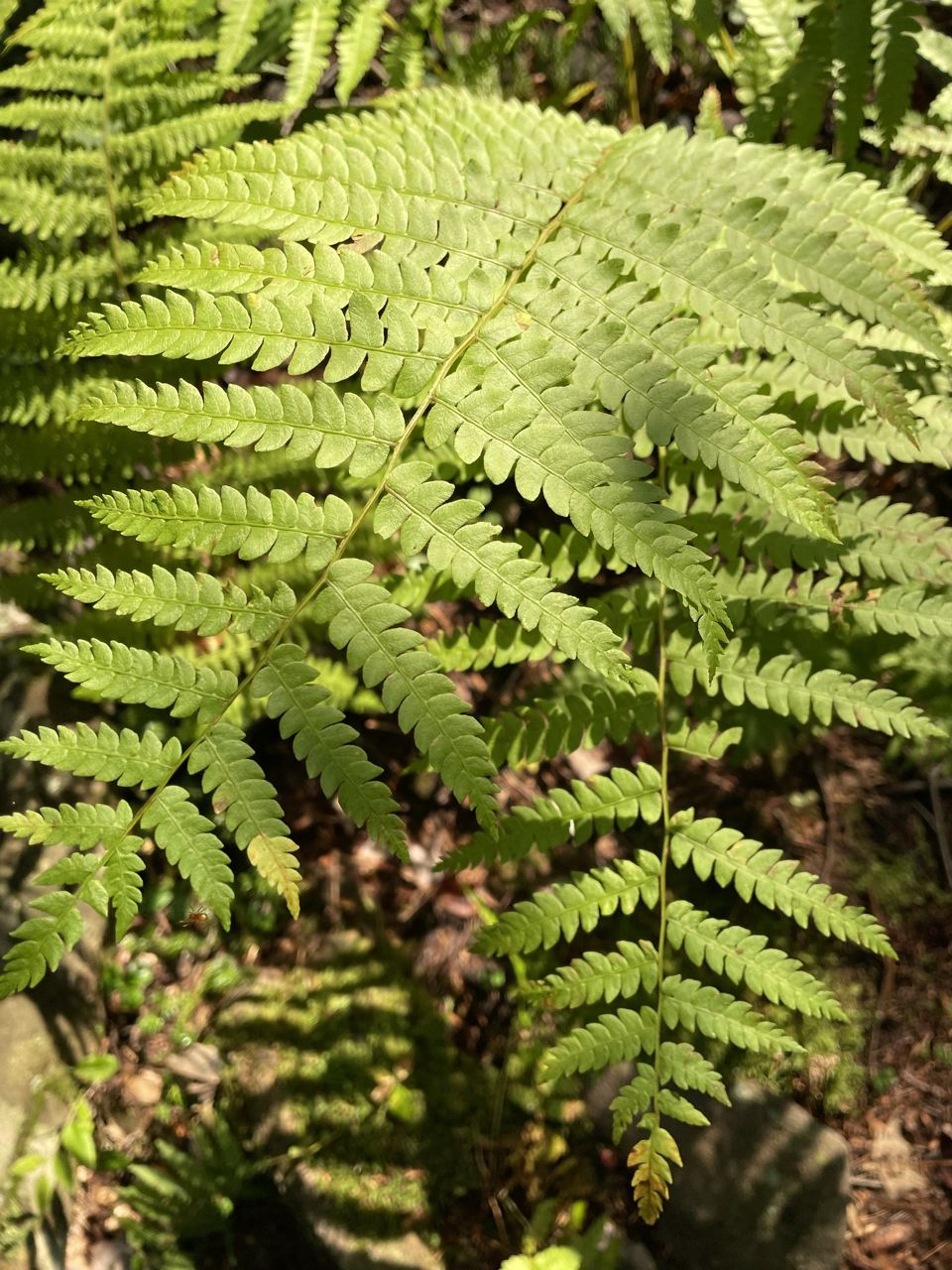 Thomas Darling Preserve