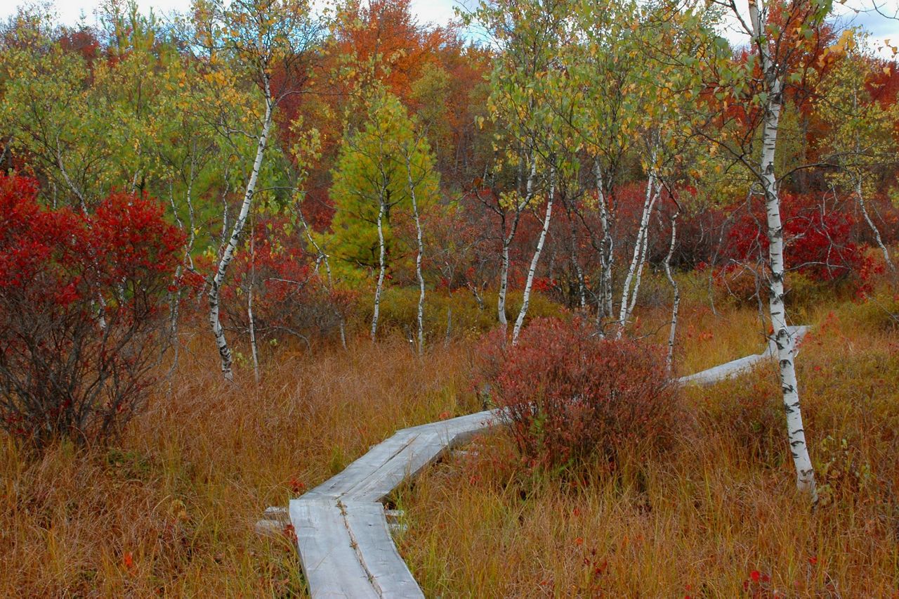 Thomas Darling Preserve