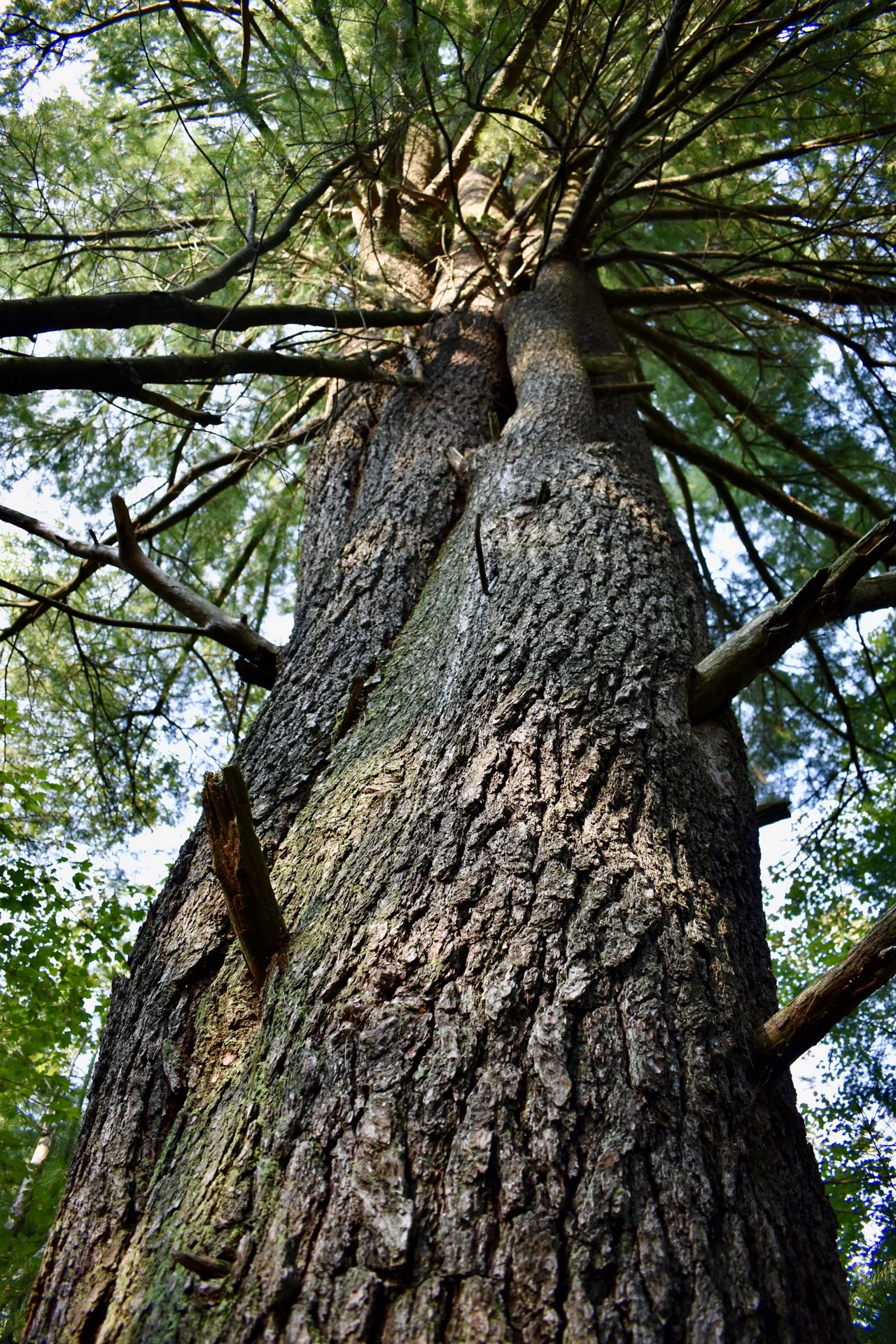 Thomas Darling Preserve