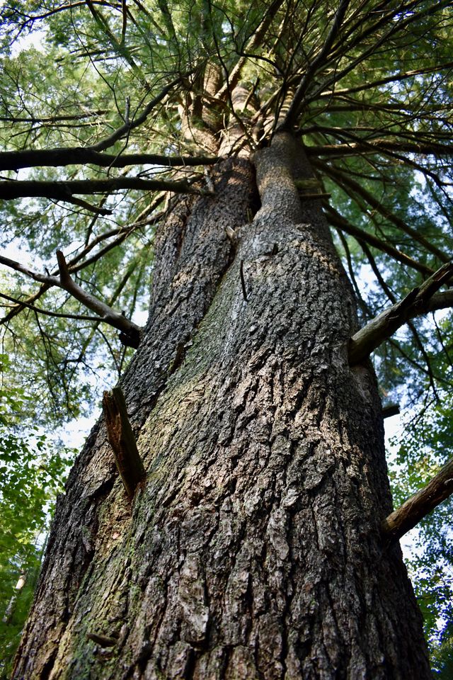 Thomas Darling Preserve