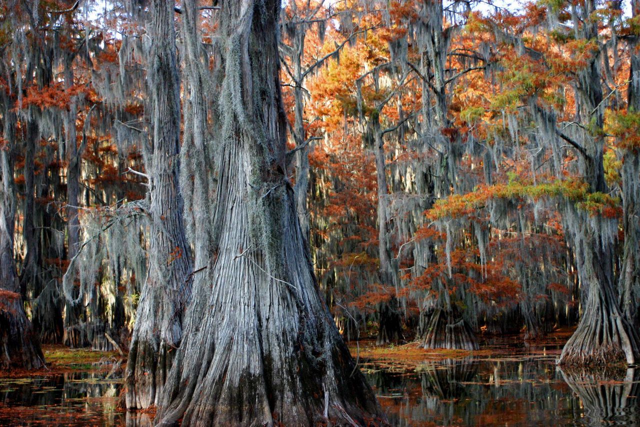 Fred and Loucille Dahmer Caddo Lake Preserve | TNC