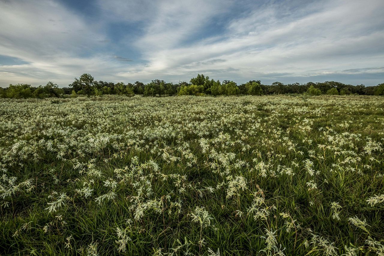 Brazos Woods Preserve | The Nature Conservancy
