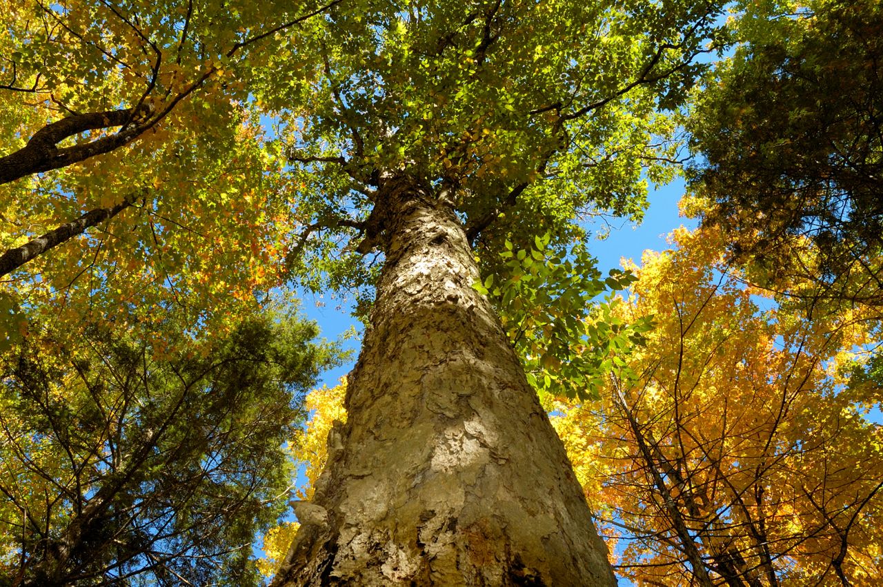 Tenderfoot Forest Reserve
