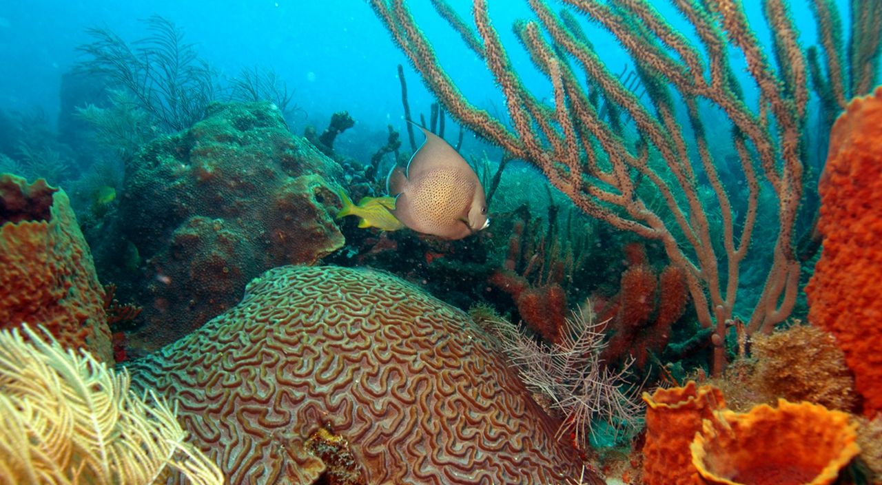 Florida's Coral Reef | The Nature Conservancy