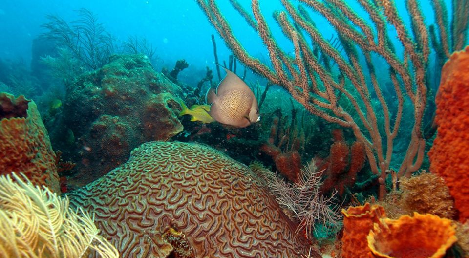 Florida's Coral Reef | The Nature Conservancy