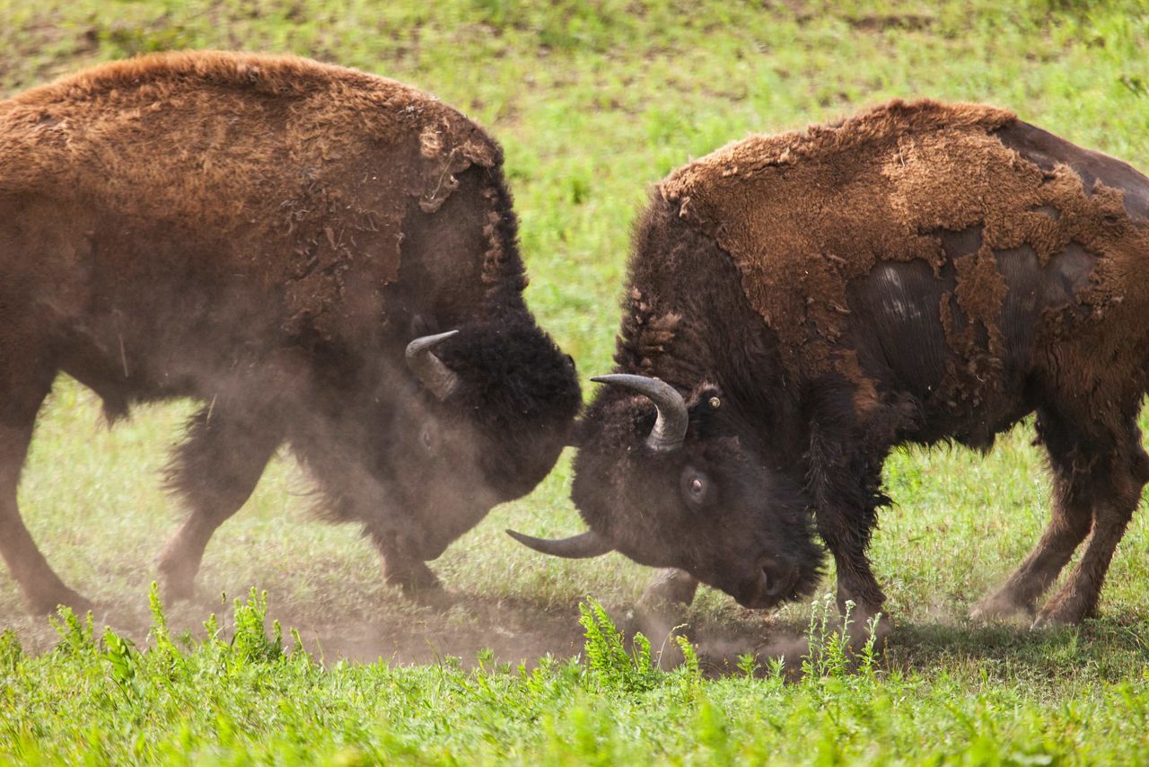 American Bison or Buffalo: Facts & Where to See Them