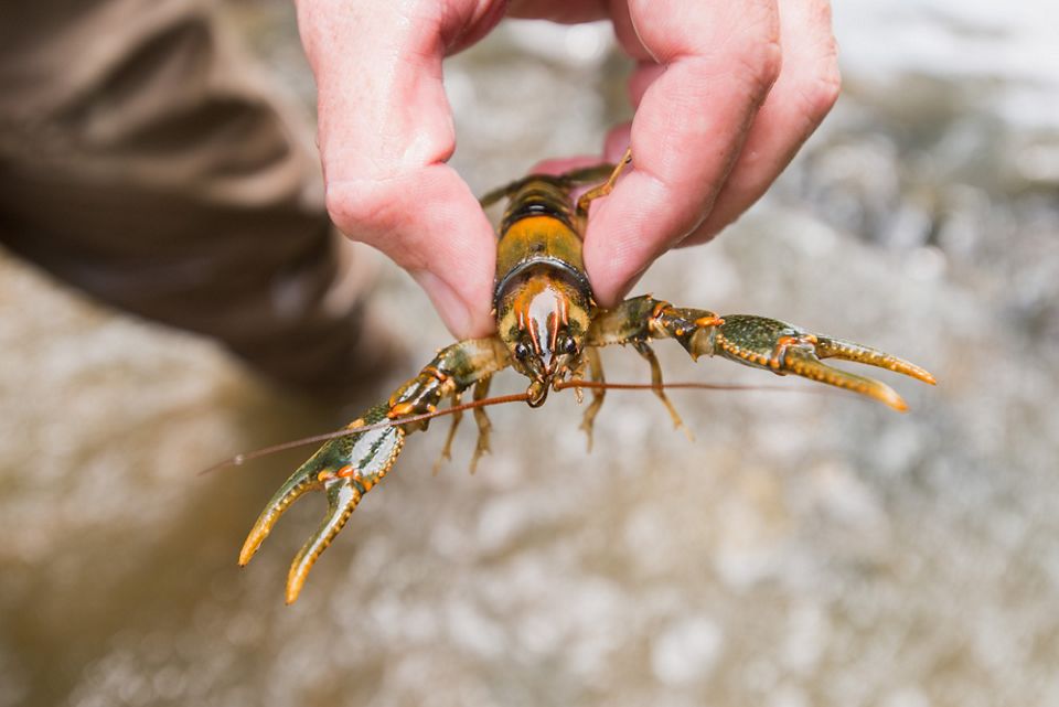 Cahaba River | The Nature Conservancy