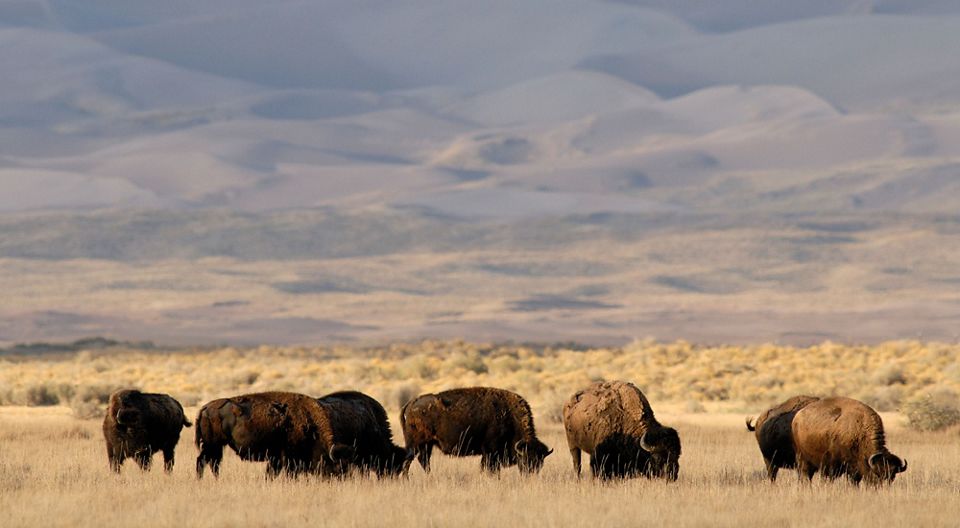 American Bison or Buffalo: Facts & Where to See Them