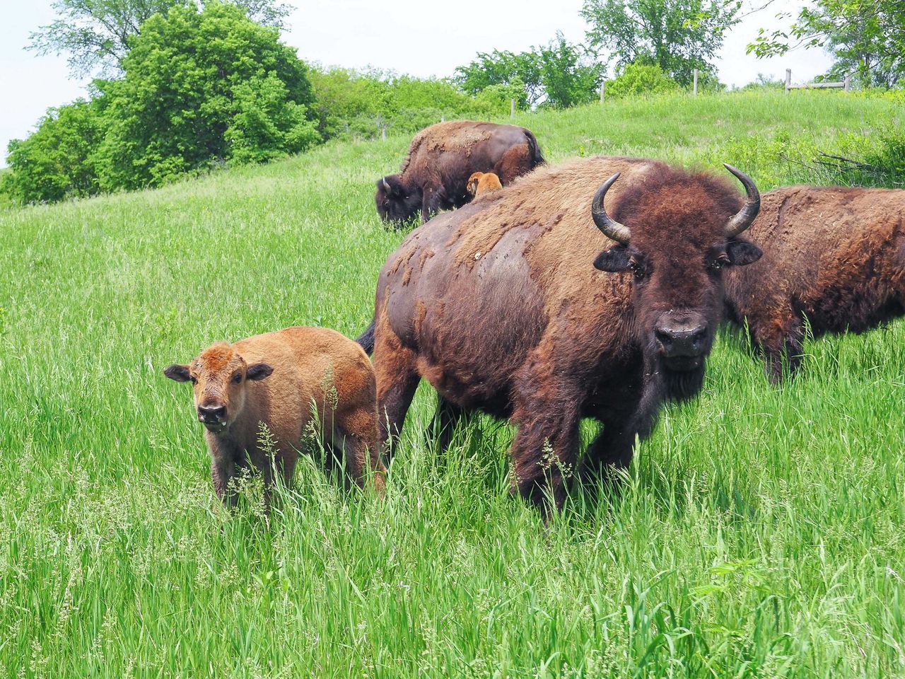 Broken Kettle Grasslands Preserve | The Nature Conservancy