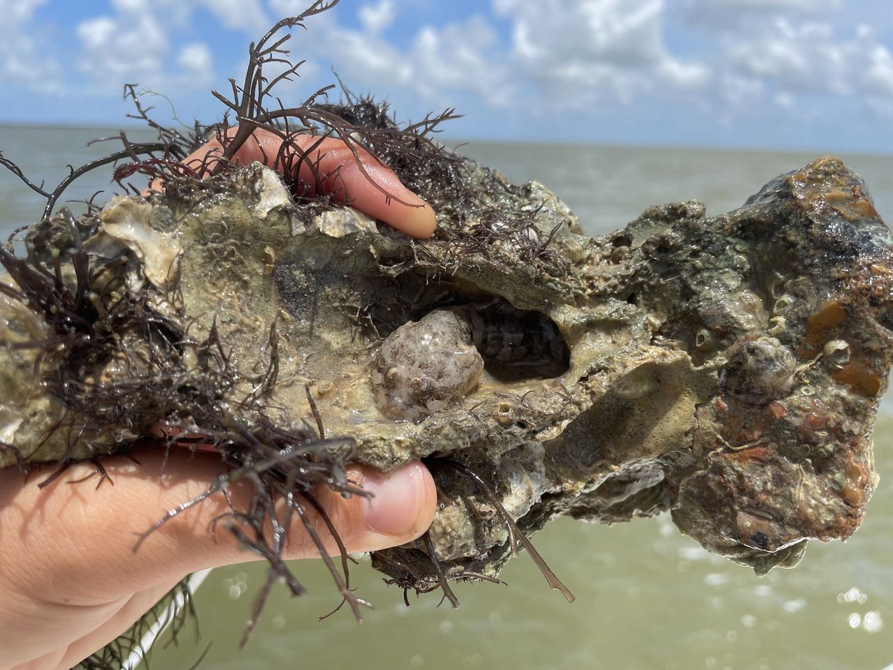 Texas Oyster Restoration | The Nature Conservancy