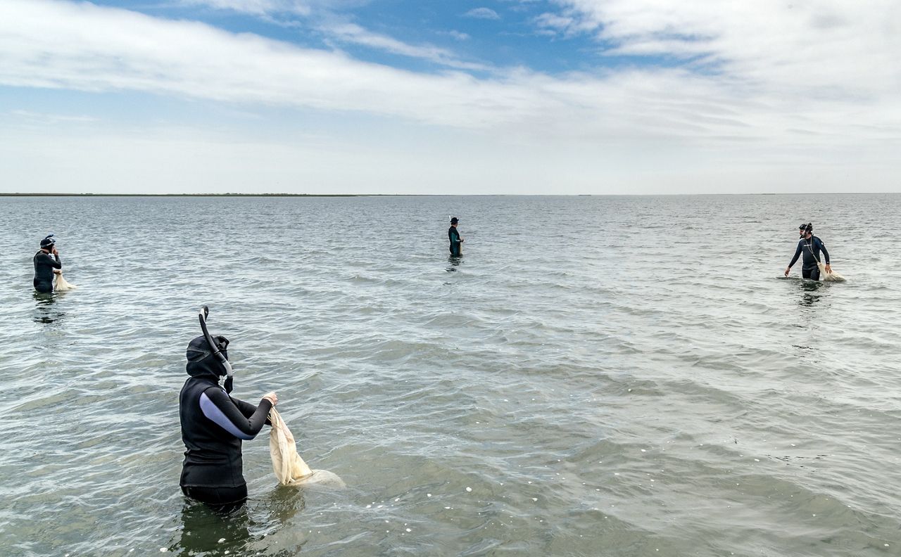 Restoring Eelgrass on Virginia’s Eastern Shore | TNC