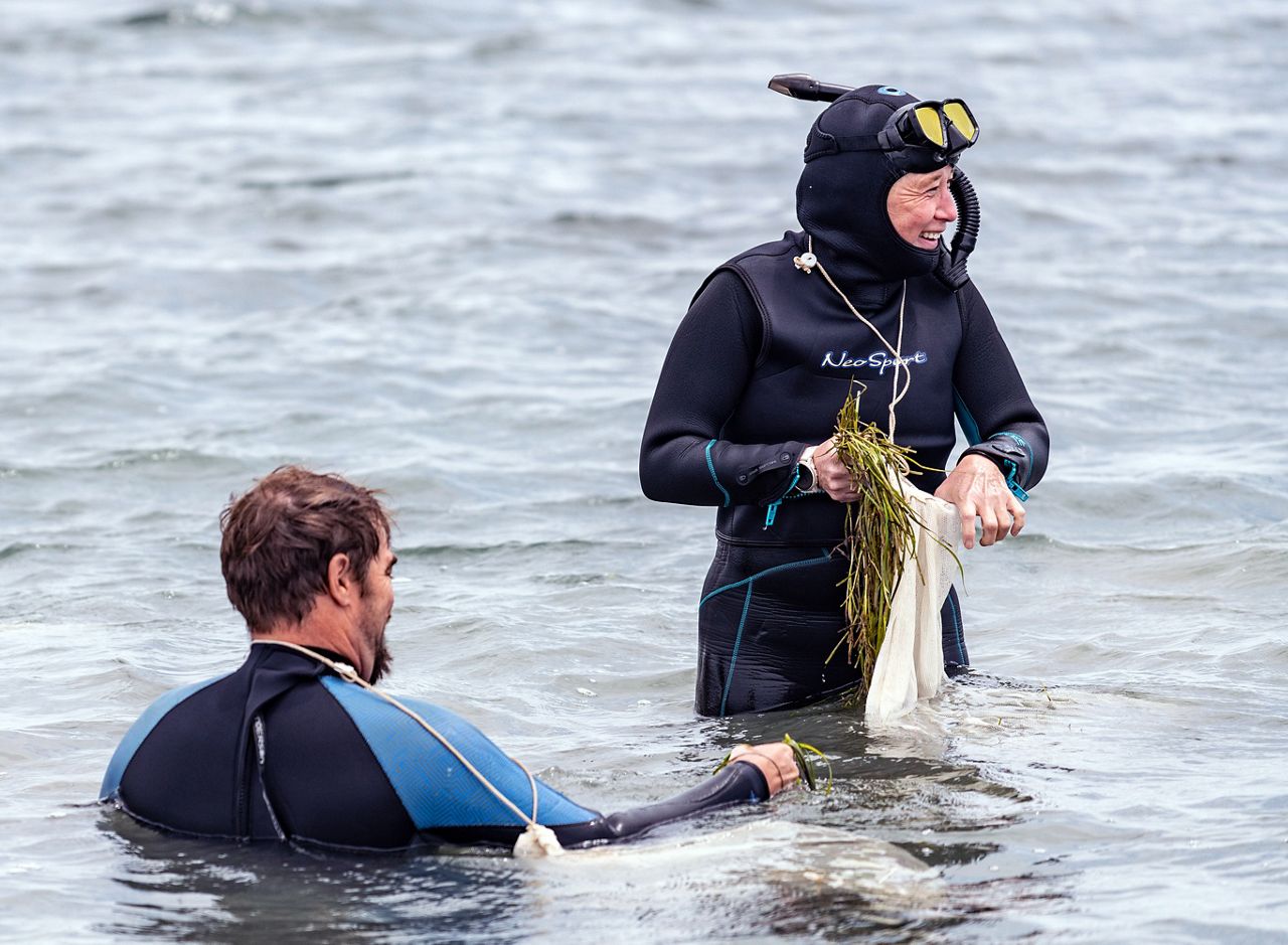 Restoring Eelgrass on Virginia’s Eastern Shore | TNC