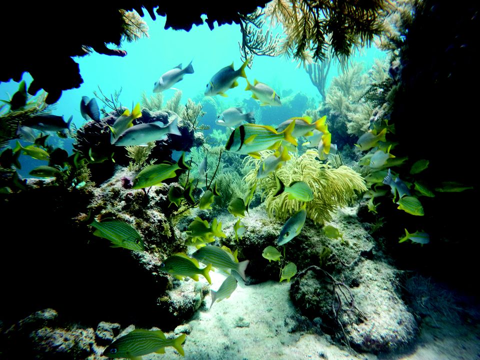 Florida's Coral Reef | The Nature Conservancy