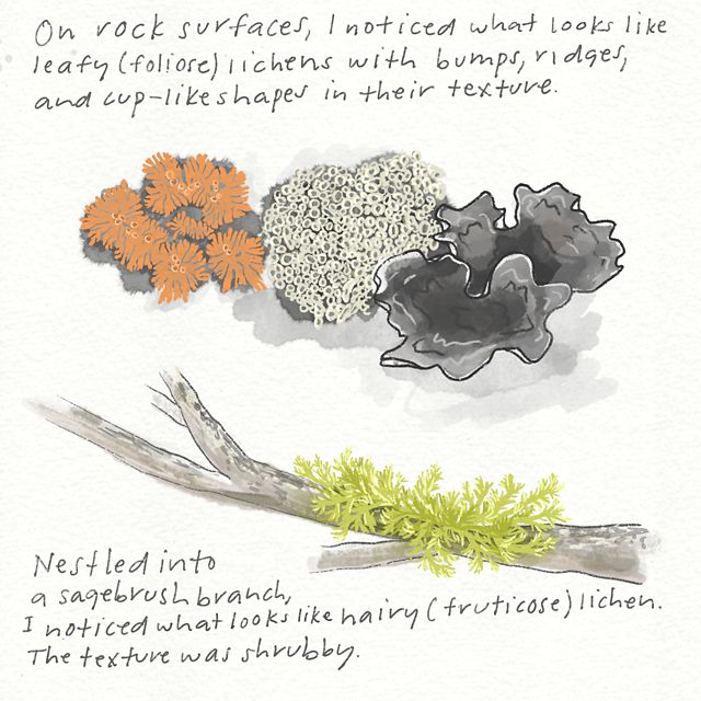 Lichen Drawing Lichen Drawing – CLAIRE BURBRIDGE