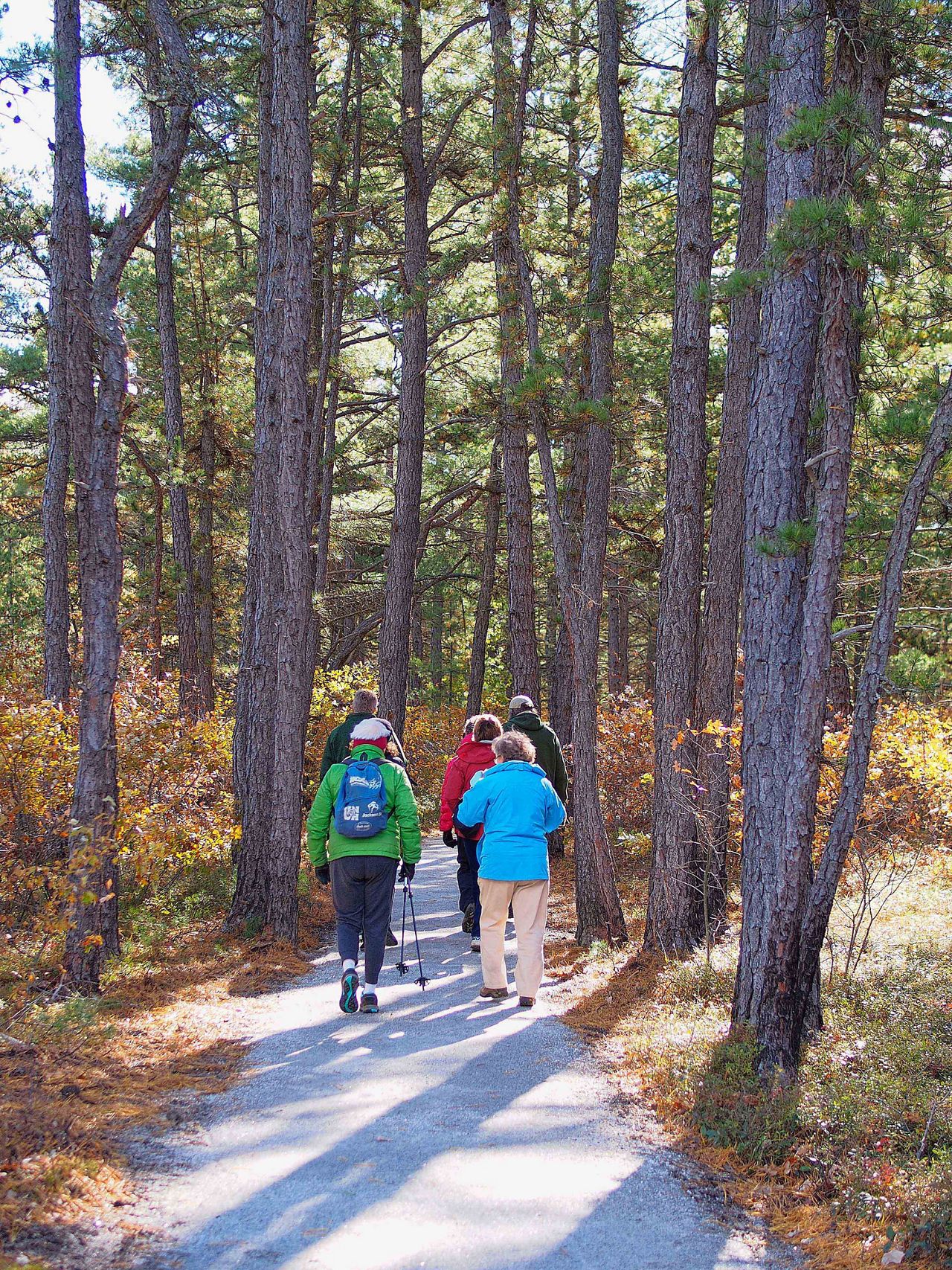 Ossipee Pine Barrens | The Nature Conservancy in New Hampshire