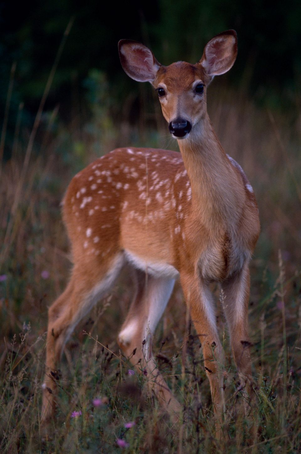 Slate River Forest | The Nature Conservancy