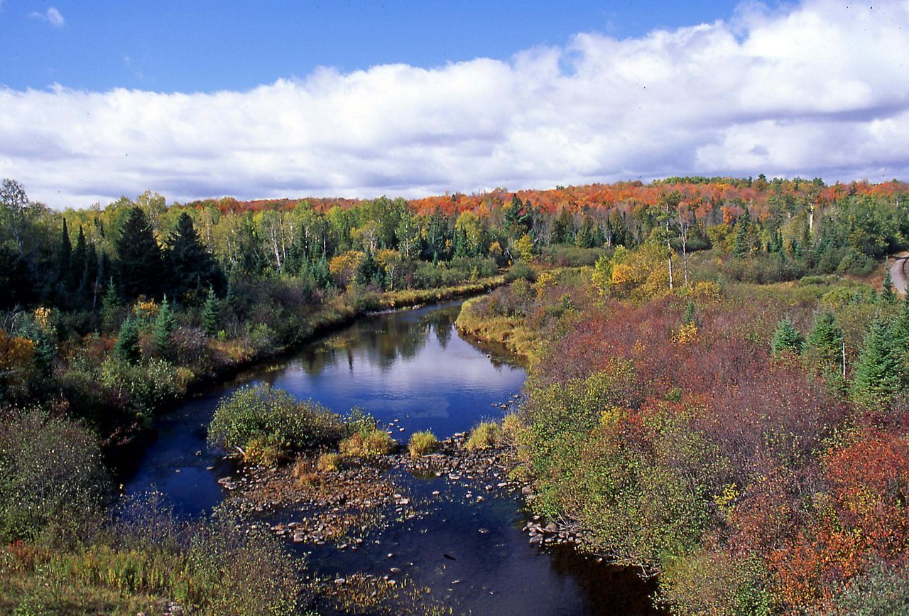 Shaping Future Forests at Caroline Lake