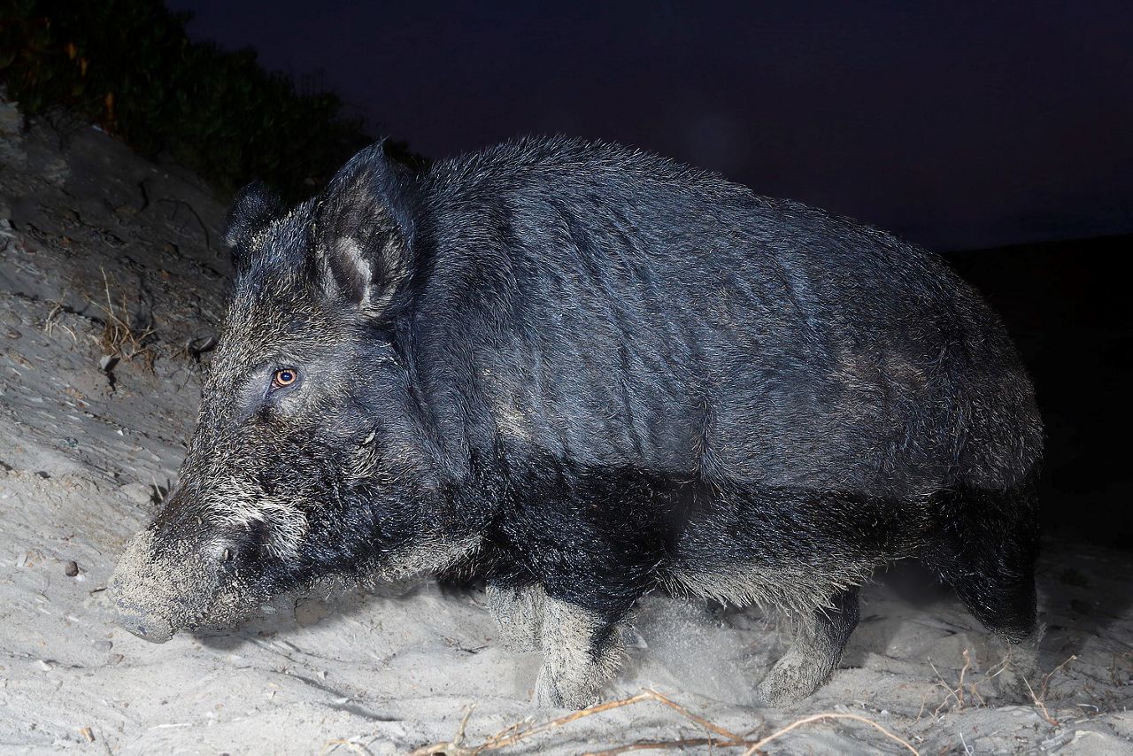 Live Wildlife Cameras and Trail Cams | The Nature Conservancy