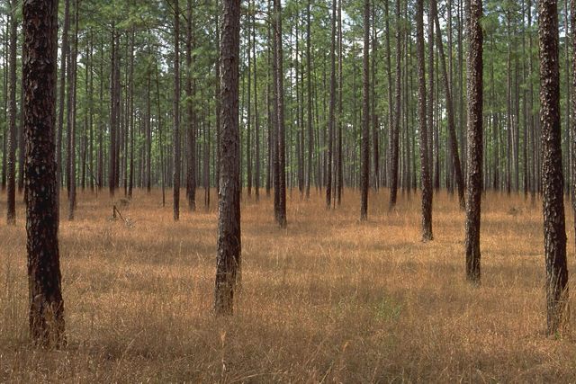 The Nature Conservancy's Louisiana Impact Report 2023