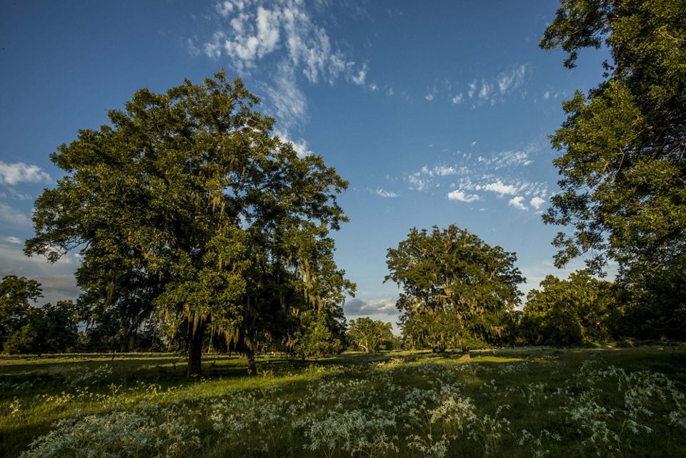 Brazos Woods Preserve | The Nature Conservancy
