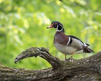Keystone Ancient Forest Preserve | TNC