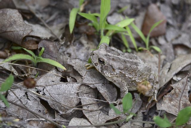 Hottonia Bottoms Preserve | The Nature Conservancy in Oklahoma