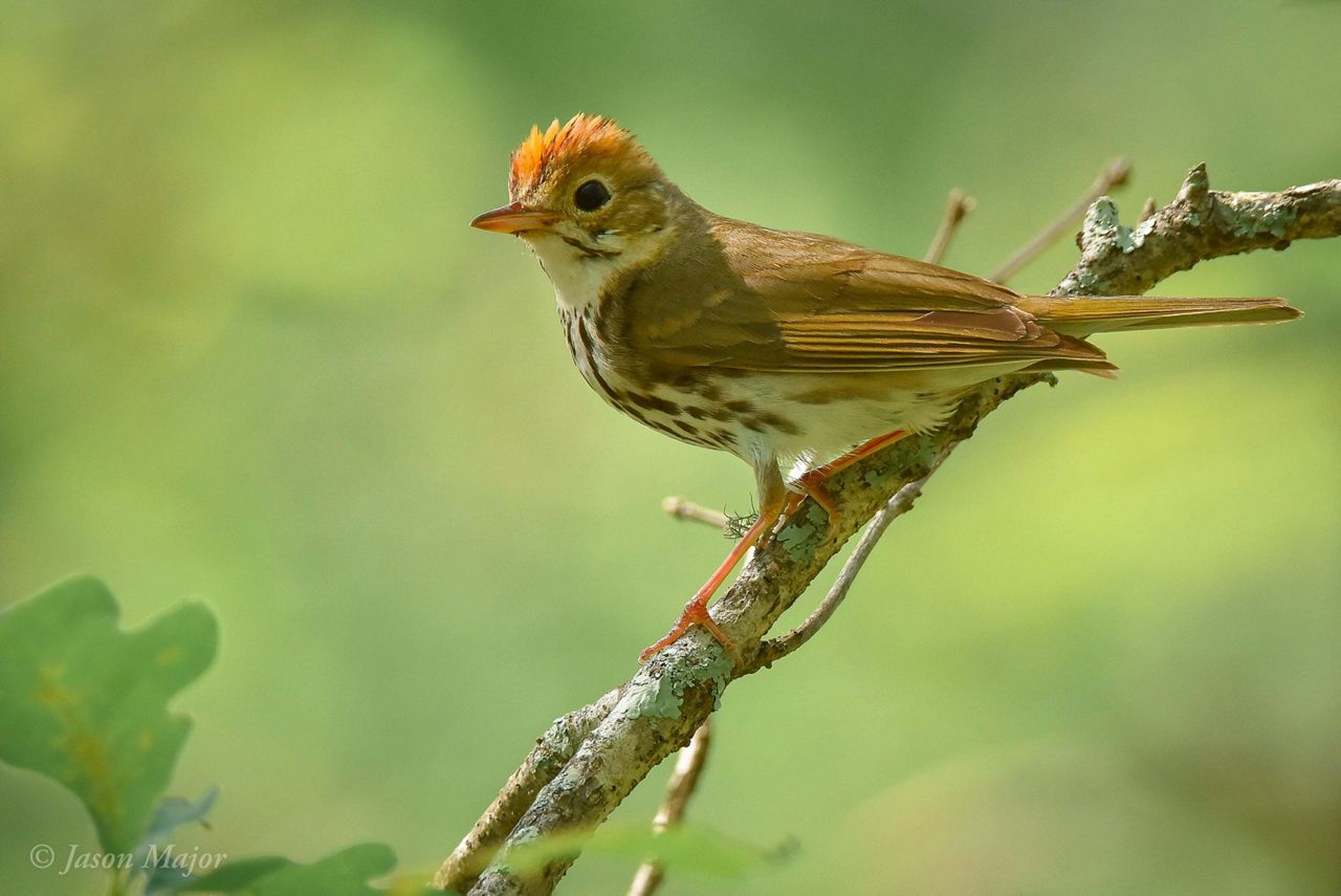 Pocasset Ridge Conservation Area | The Nature Conservancy in RI